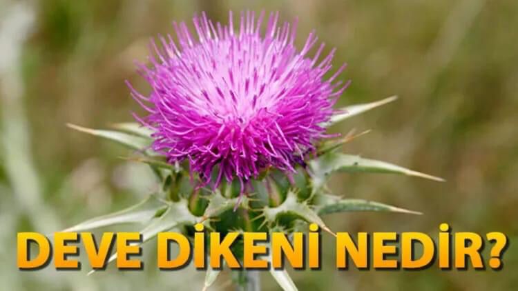 Deve Dikeni Nedir ve Faydaları Nelerdir (Deve Dikeni Nerelerde Yetişir?)
