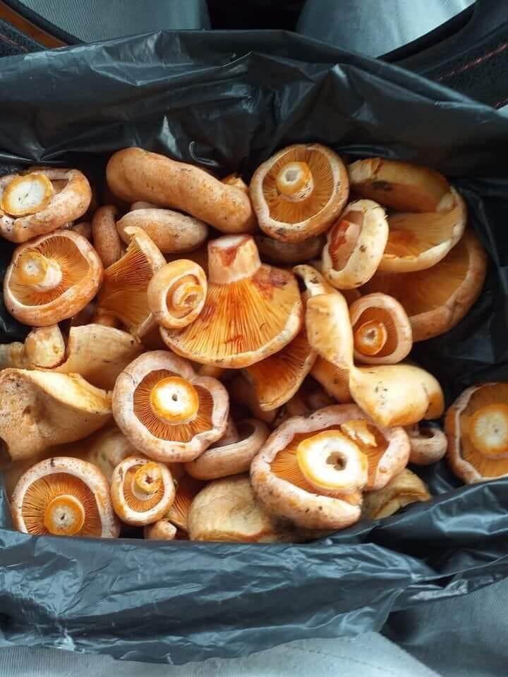 Kanlıca ve Mantar Sezonu Açıldı ve Satışlar Başladı (Mantar Fiyatları ...